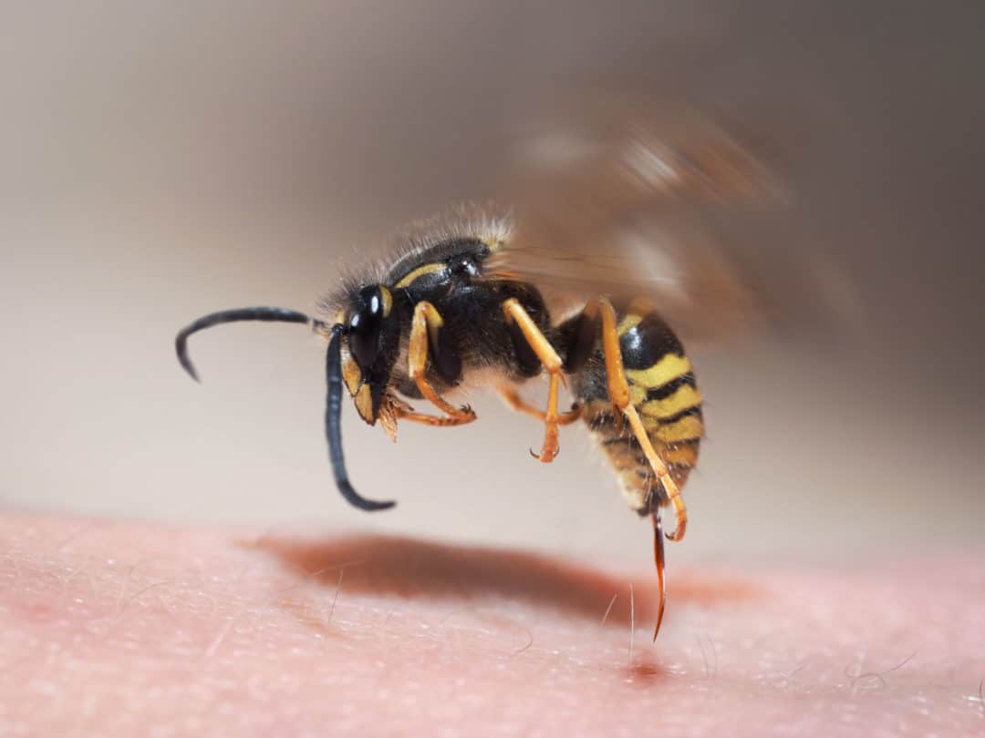 Bites and Stings - The Ultimate Guide to what Bit Me?