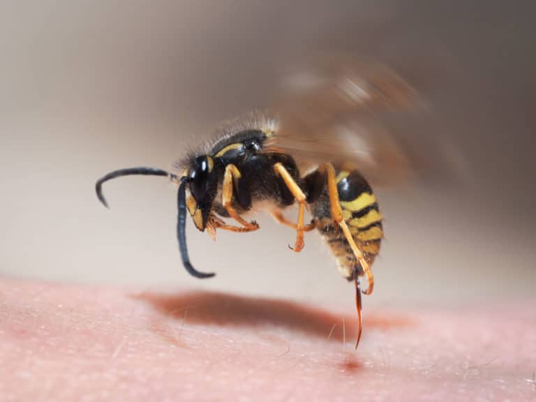 Bites and Stings - The Ultimate Guide to what Bit Me?