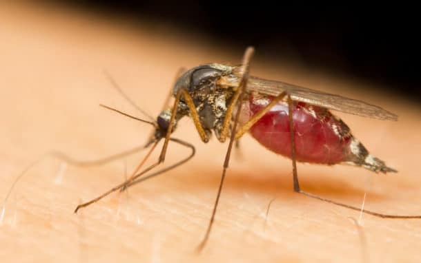 Bites and Stings - The Ultimate Guide to what Bit Me?